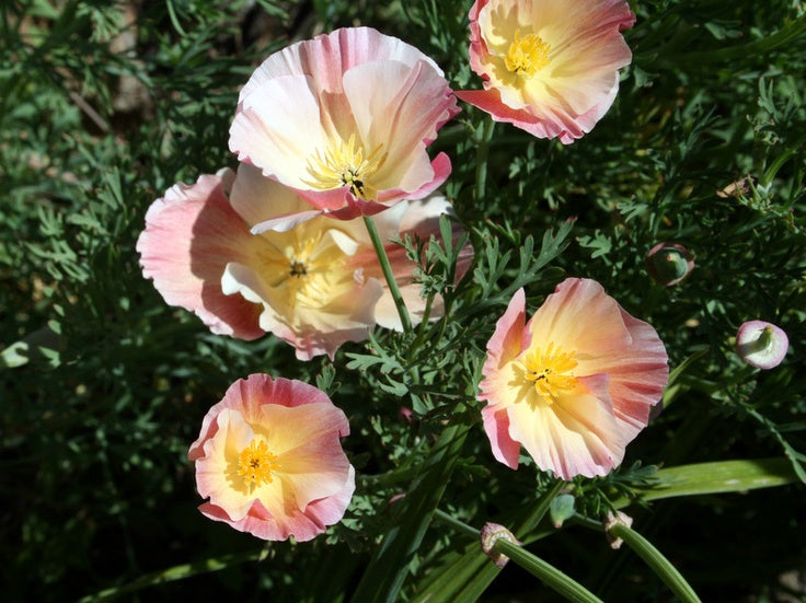 California poppy 'Ballerina' mix – All Drops Store